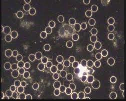 The Impact Of Toxins - Paddington Clinic Brisbane